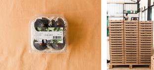 The Figary | South Africa’s Premium Dried Fig Specialists